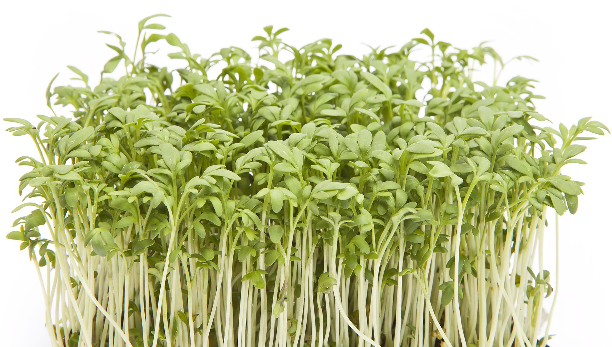 EAT YOUR VEGGIES! And read this story about watercress’s properties :)